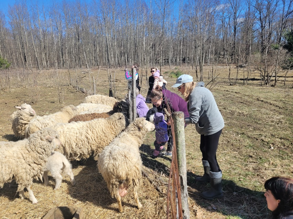 Feeding the sheep and lambs – mathewingram.com/work